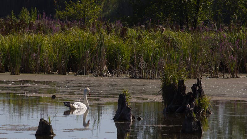 Swamp with stumps stock image. Image of cypress, florida - 58177373