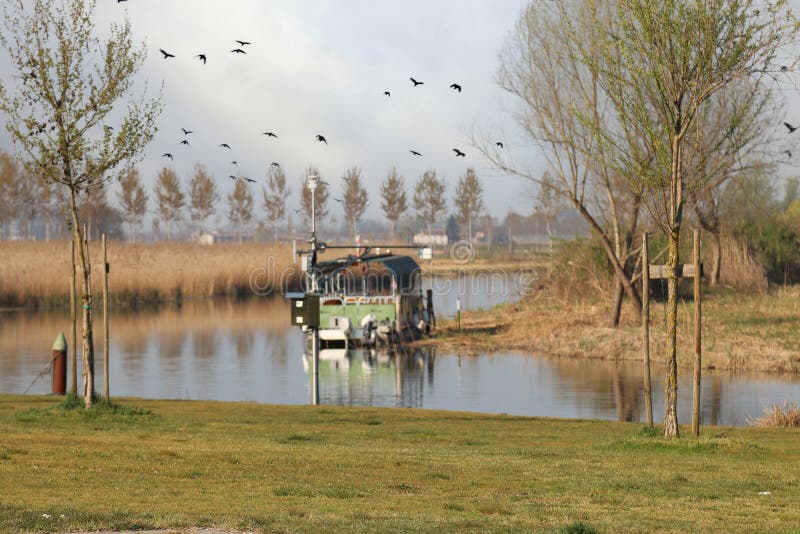 Swamp in Summer with Flying Birds and Boat- Editorial Photography ...