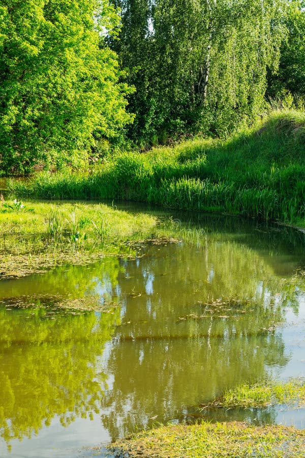 Summer Swamp with Greenery Around Stock Image - Image of cloud, organic ...