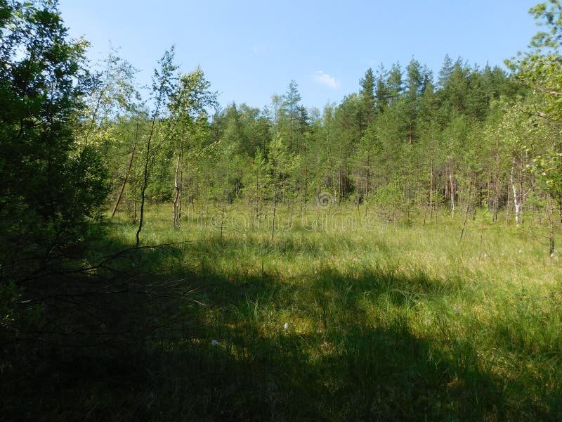 Swamp stock image. Image of river, little, village, summer - 73851945