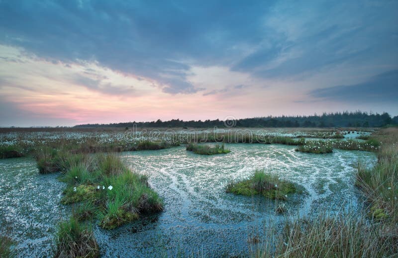 Swamp at summer sunset stock photo. Image of sunset, grass - 73032668