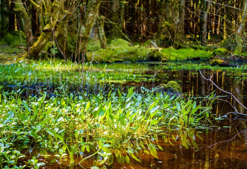 Swamp In Forest With Vegetation Stock Image - Image of puddle ...
