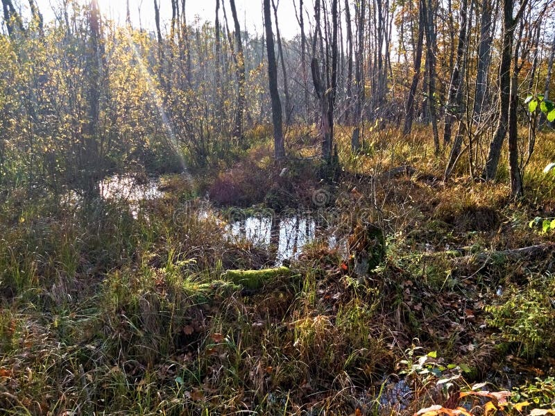 Swamp during Sunny Day in Autumn Stock Photo - Image of reflection ...