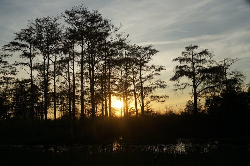 Swamp Sunrise in Florida stock image. Image of cypress - 165241103