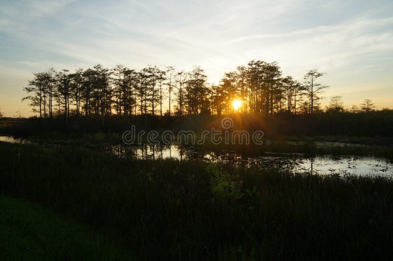 Swamp Sunrise in Florida stock photo. Image of change - 165241148