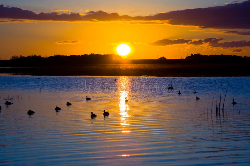 Swamp at sunset stock photo. Image of sunset, wild, pond - 13509290