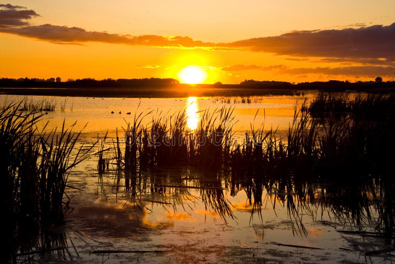 Swamp at sunset stock photo. Image of grass, trees, warm - 13593870
