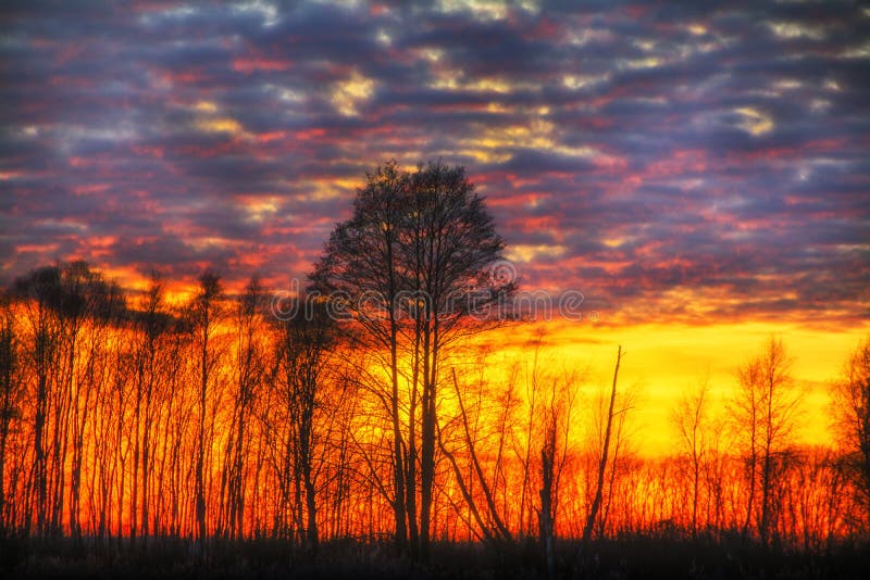 Swamp sunset stock image. Image of trees, landscape, orange - 85126491