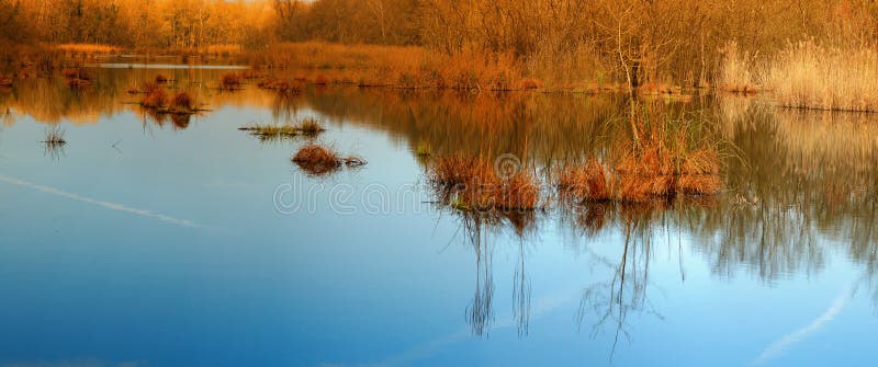 Swamp at sunset stock photo. Image of plants, lake, leaf - 50532634