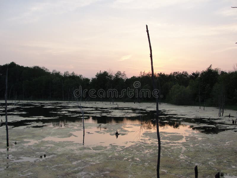 Swamp at Sunset stock photo. Image of lake, swamp, trees - 51023650