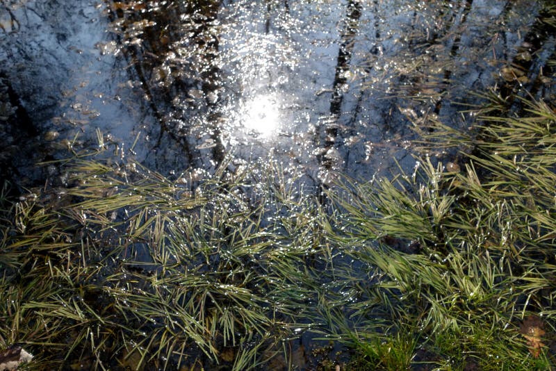 Swamp Surface and Sun Reflection Stock Image - Image of beauty, rural ...