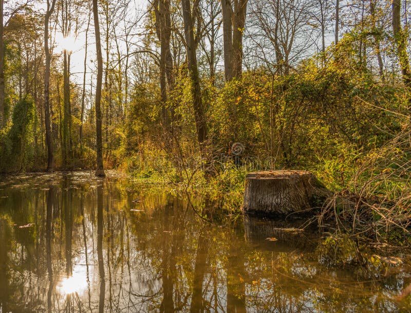 Swamp Surrounded by Green Plants Stock Photo - Image of plants, scenic ...