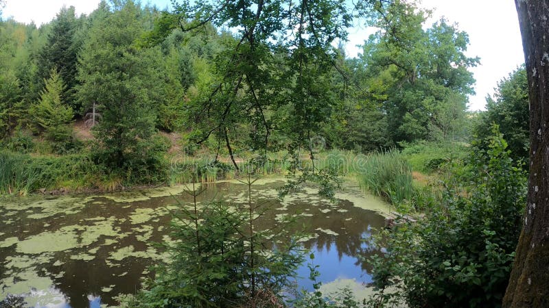 Swamp Surrounded by Green Trees in the Dense Forest Stock Footage ...