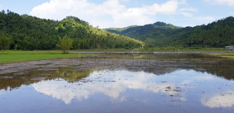 Swamp Surrounded by Hills and Forests in the Philippines Stock Image ...