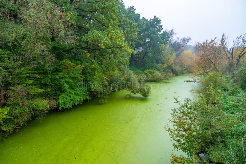 Swamp Surrounded by Lush Green Trees Stock Photo - Image of trees ...