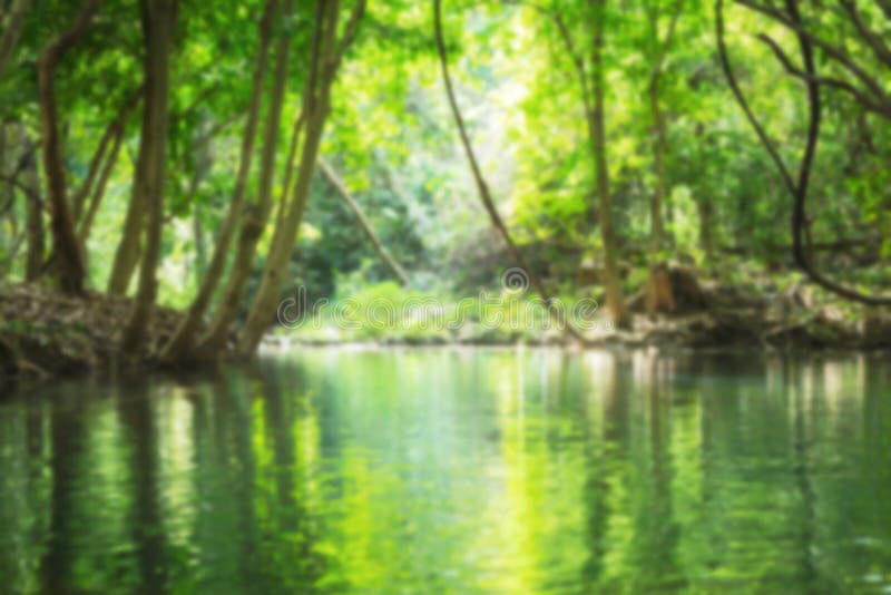 The Swamp is Surrounded by Trees in the Rainforest. Blur for Background ...