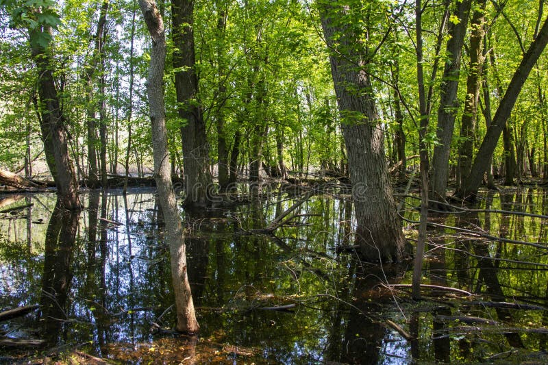 Swamp Surrounded by Trees and Water on the Ground. Stock Image - Image ...