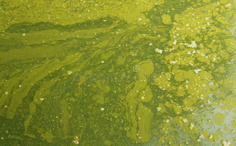 13,376 Swamp Texture Photos - Free & Royalty-Free Stock Photos from ...