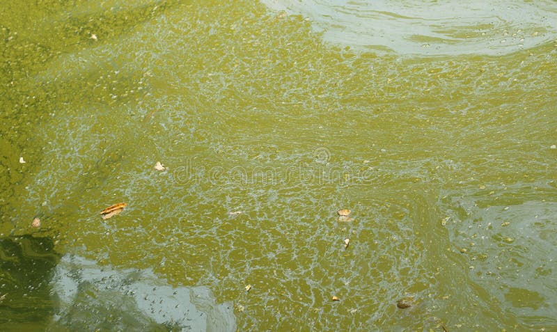 Swamp texture stock photo. Image of lake, detail, outside - 80731424