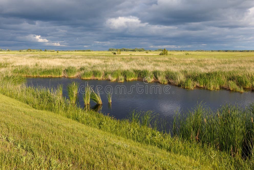 Swamp before a Thunderstorm Stock Photo - Image of water, dark: 230562684