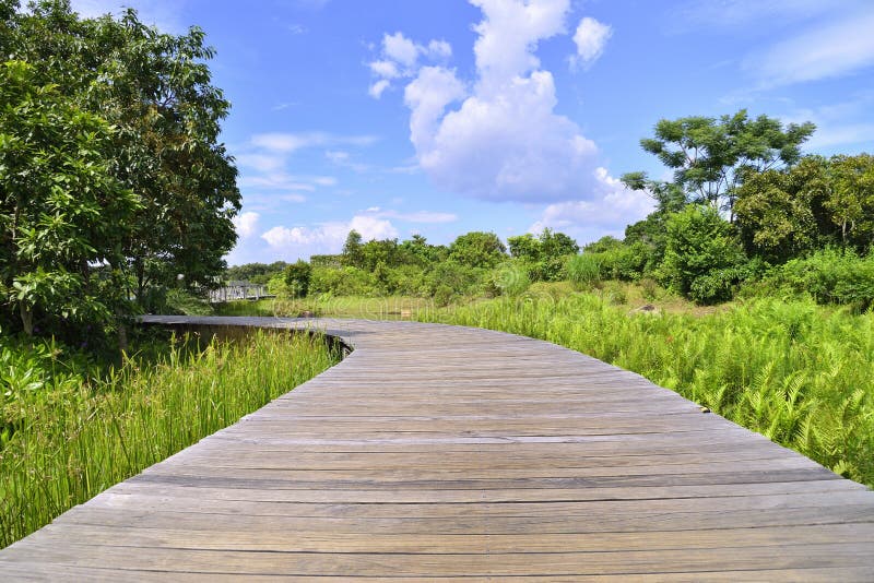 Swamp Trail stock photo. Image of afternoon, tramp, sunshine - 42228518