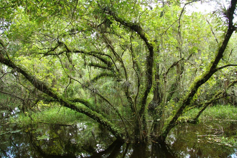 Tree in Swamp in Everglades Stock Photo - Image of submerged, wetland ...