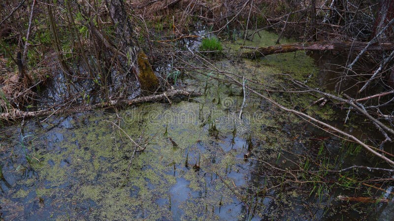 Swamp with Tree Branches Covered with Duckweed Stock Image - Image of ...
