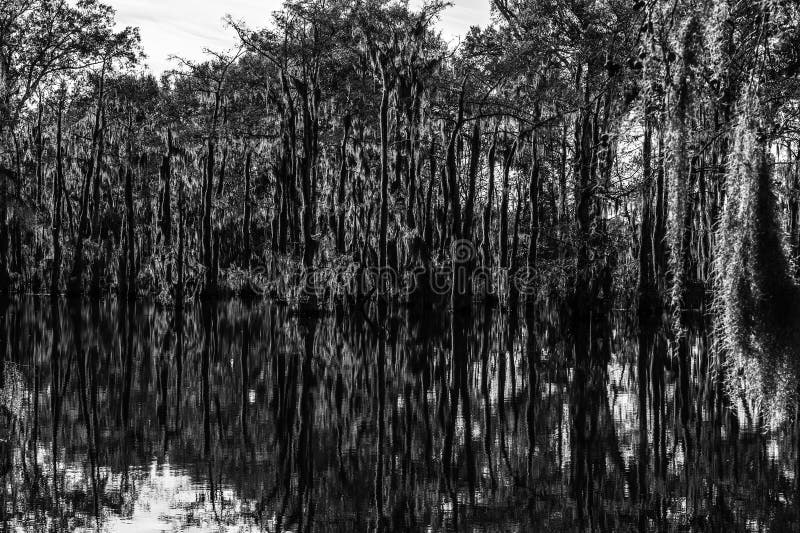 Swamp Tree Moss stock image. Image of lake, distichum - 36019703