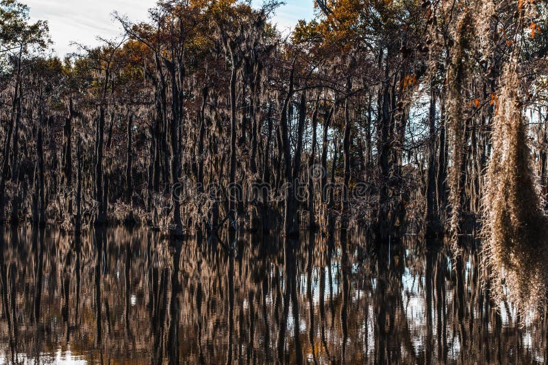 Florida Swamp Landscape with Cypress Stock Image - Image of florida ...
