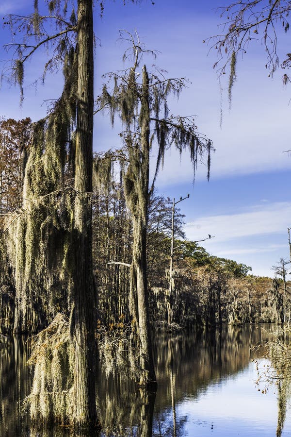 Florida Swamp Landscape with Cypress Stock Image - Image of reservation ...
