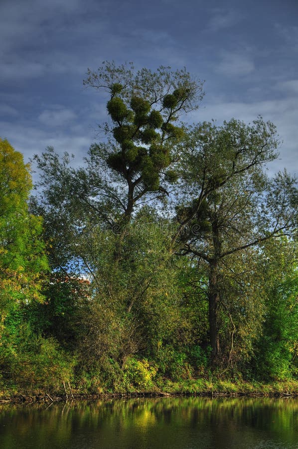Swamp tree with mistletoe stock image. Image of gold - 31791531