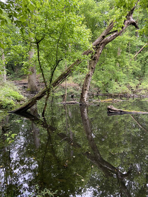 Swamp, Tree and Reflection in Spring in May Stock Photo - Image of ...
