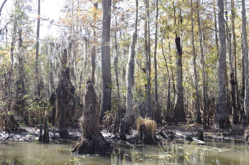 Swamp trees stock image. Image of countryside, woods - 28432347