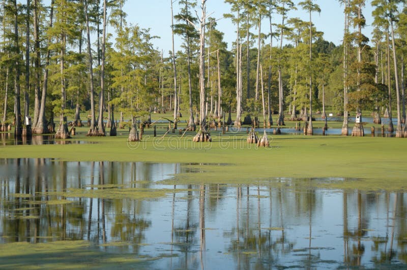 Swamp trees stock photo. Image of natue, blue, pond, forest - 3147378