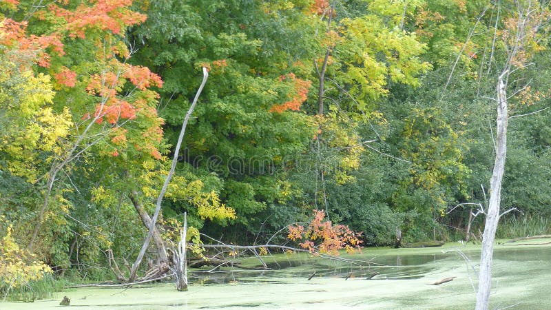 Swamp & Trees in the Fall Stock Photo - Image of farmland, journey ...
