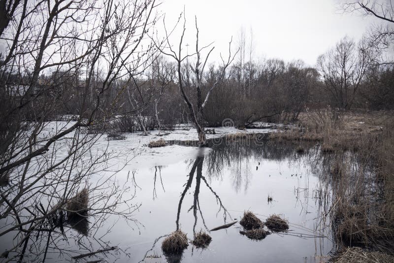 Swamp with Trees Reflected in Water, Gloomy View Stock Photo - Image of ...