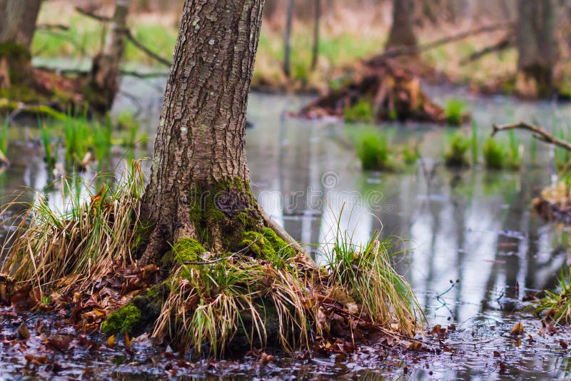 Swamp Trees Scene in the Forest Stock Photo - Image of wetland ...