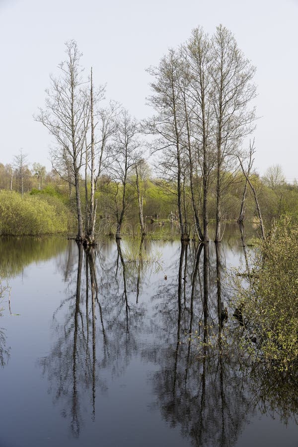 A Swamp with Trees and Shrubs in Spring Stock Photo - Image of park ...