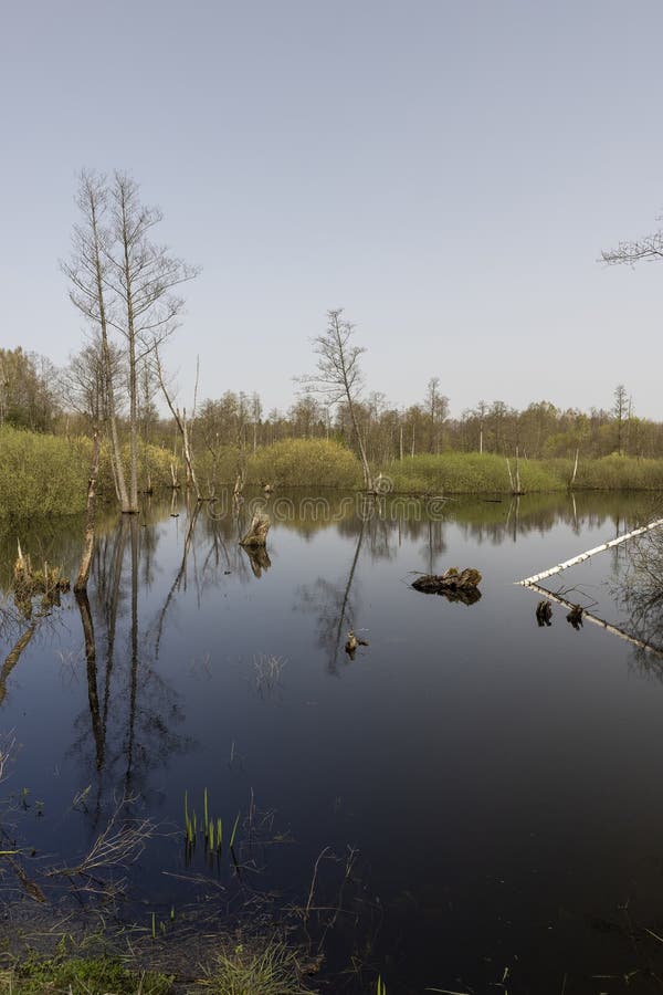 A Swamp with Trees and Shrubs in Spring Stock Photo - Image of plants ...