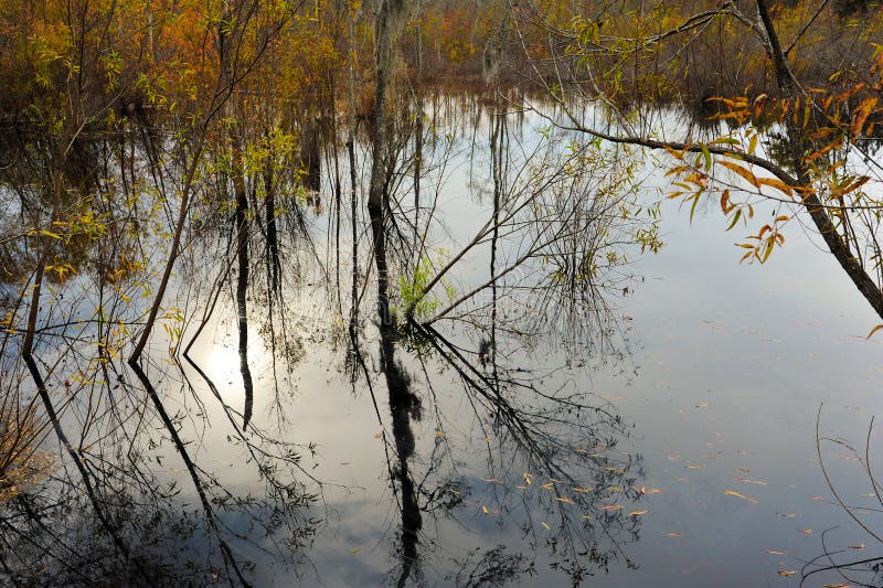 Swamp stock photo. Image of woods, tree, plant, spooky - 73653698