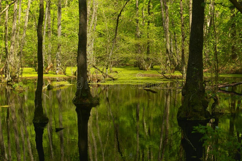 Swamp with trees stock photo. Image of life, canopy, light - 89405380