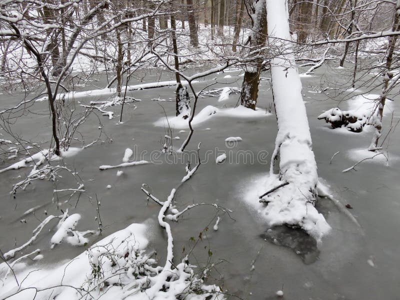 Swamp and Trees in Winter in February Stock Image - Image of cold, snow ...