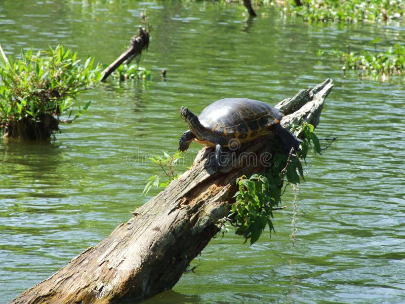 Swamp Turtle stock photo. Image of water, swamp, blue - 13245628