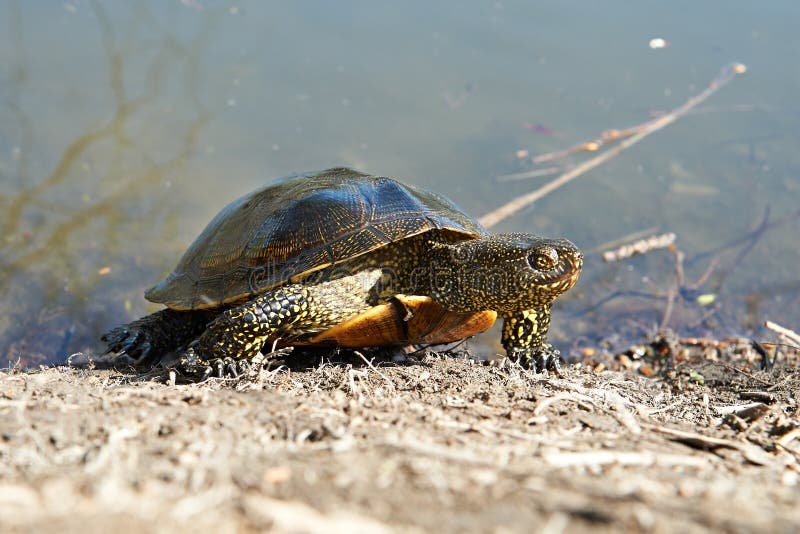 Swamp turtle stock image. Image of slow, lake, nature - 40368947