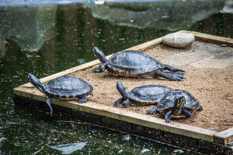 Swamp turtle by the water stock photo. Image of kpond - 186513238