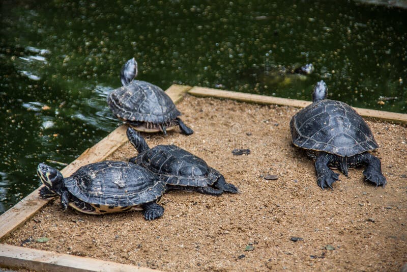 Swamp turtle by the water stock image. Image of shine - 186513295