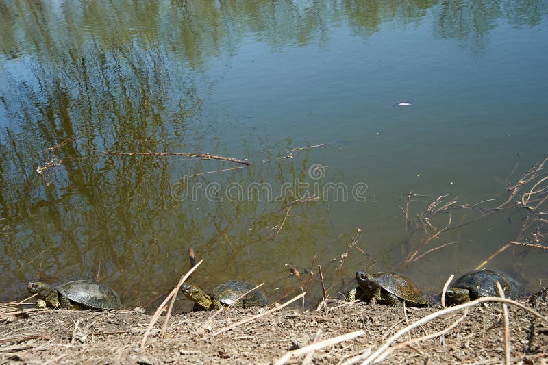 Swamp turtles stock photo. Image of journey, terrapin - 40368896