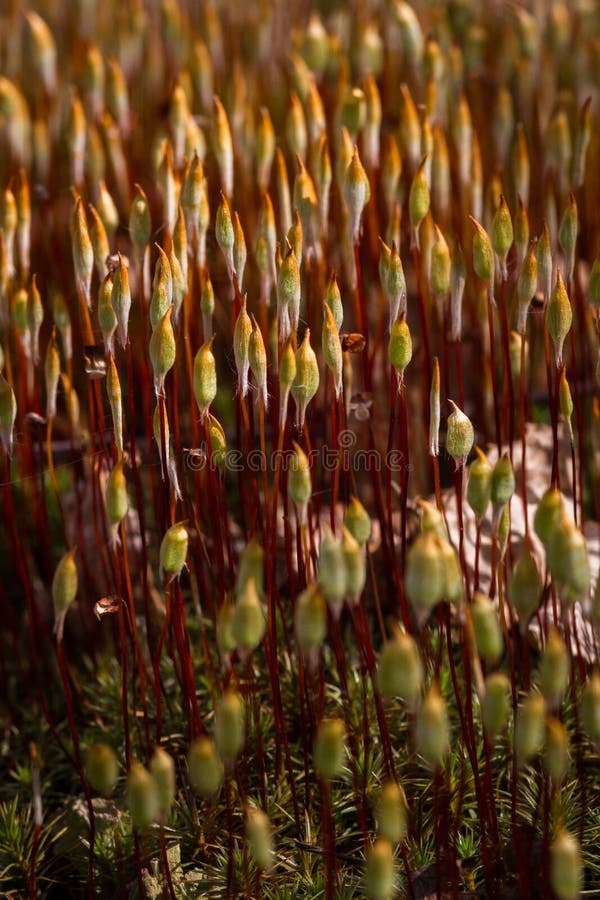 Swamp Vegetation in Springtime Stock Image - Image of flower, cloud ...