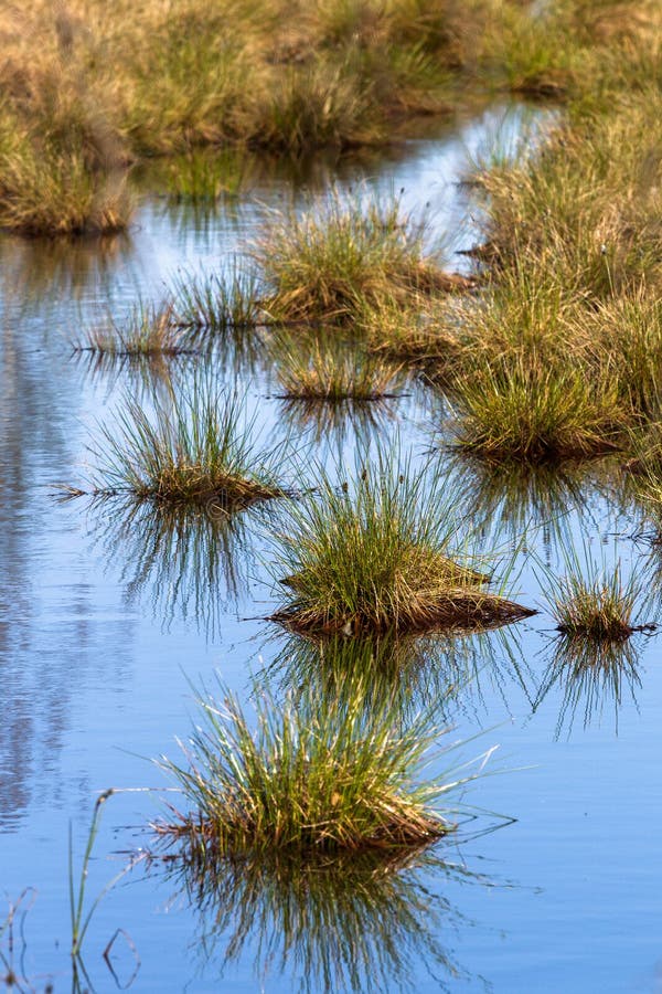 Swamp vegetation in water stock photo. Image of pond - 64917504