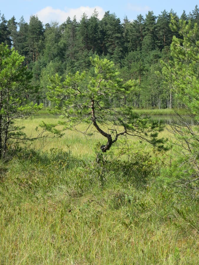 Pine in the swamp stock image. Image of treesthe, pasture - 204776563